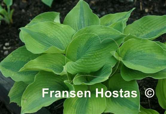 Hosta Afterglow - Fransen Hostas