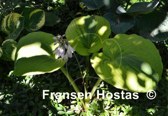 Hosta Afterglow - Fransen Hostas