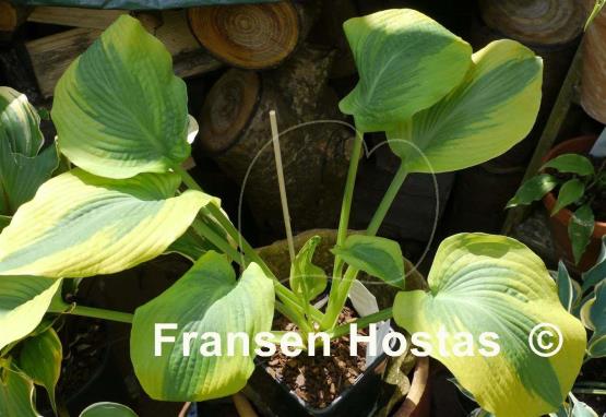 Hosta Afterglow - Fransen Hostas