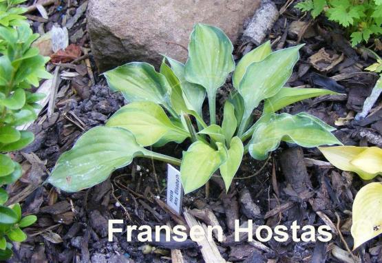 Hosta Amy Elizabeth - Fransen Hostas