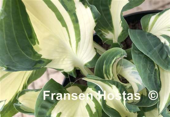 Hosta Andrew - Fransen Hostas