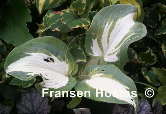 Hosta Andrew - Fransen Hostas