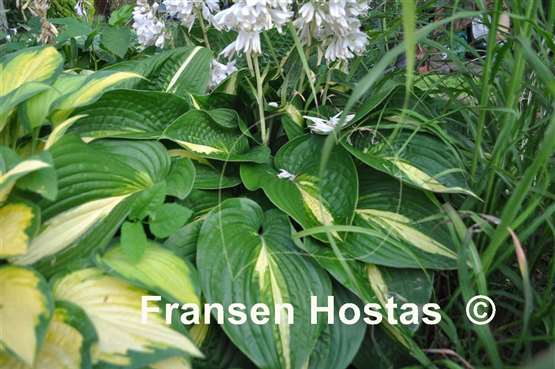 Hosta Ann Kulpa - Fransen Hostas