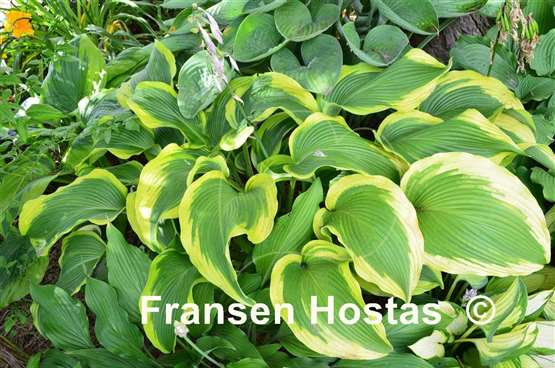 Hosta Atlantis - Fransen Hostas