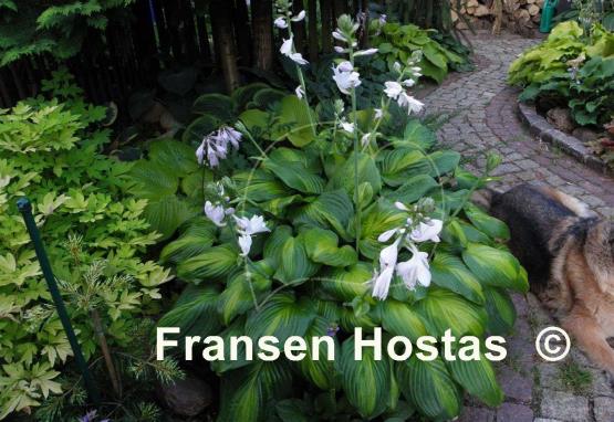 Hosta Avocado - Fransen Hostas