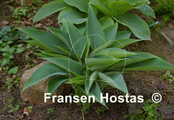 Hosta Awakening Angel - Fransen Hostas