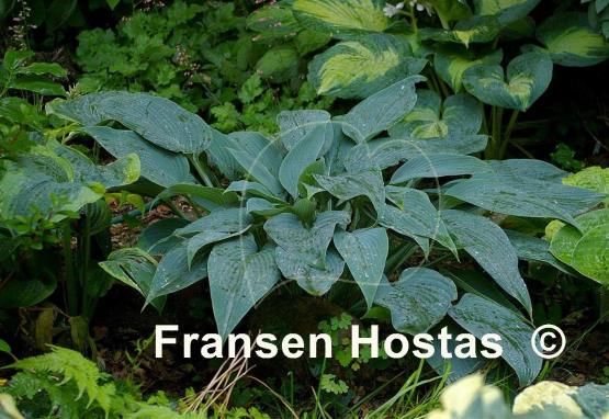 Hosta Awakening Angel - Fransen Hostas