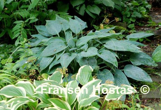 Hosta Awakening Angel - Fransen Hostas
