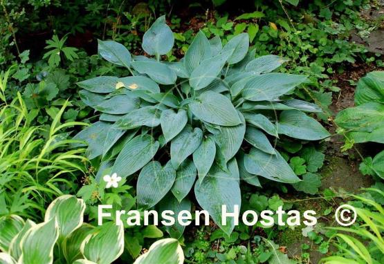 Hosta Awakening Angel - Fransen Hostas