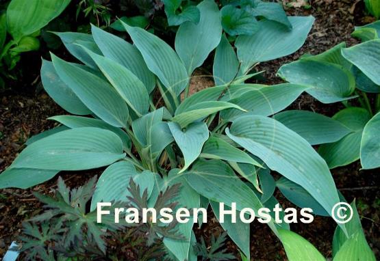 Hosta Awakening Angel - Fransen Hostas