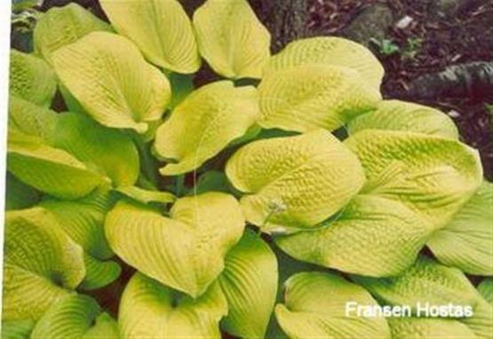 Hosta Aztec Treasure - Fransen Hostas