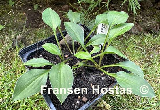 Hosta Baby Kim - Fransen Hostas