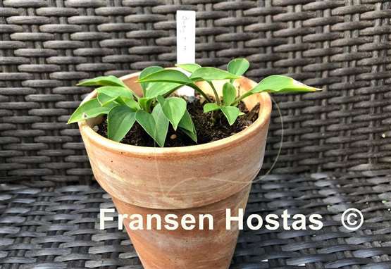 Hosta Baby Kim - Fransen Hostas