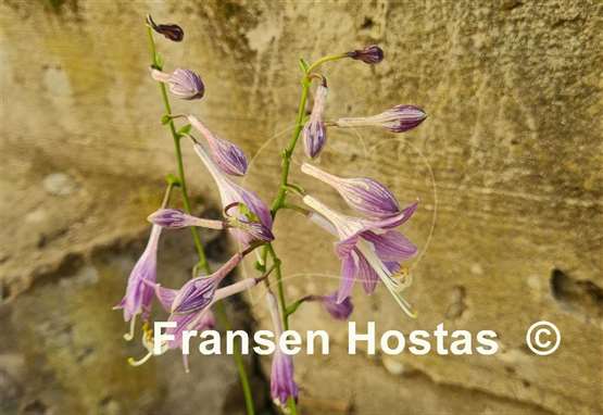 Hosta Baby Kim - Fransen Hostas