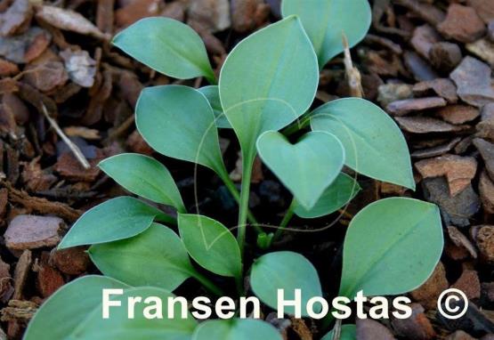 Hosta Baby Kim - Fransen Hostas