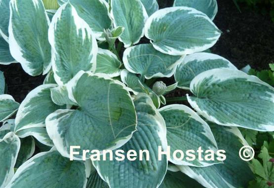 Hosta Barbara Ann - Fransen Hostas