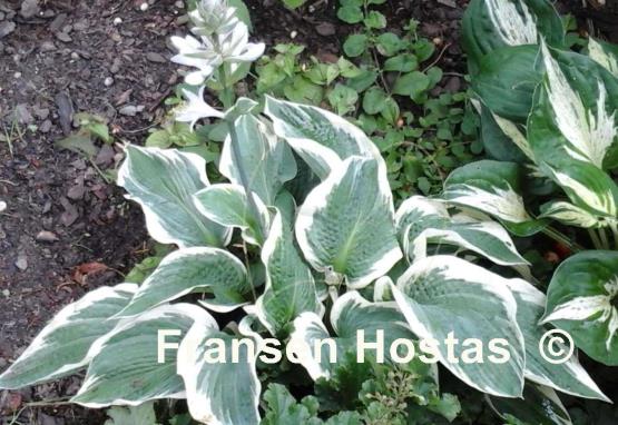Hosta Barbara Ann - Fransen Hostas