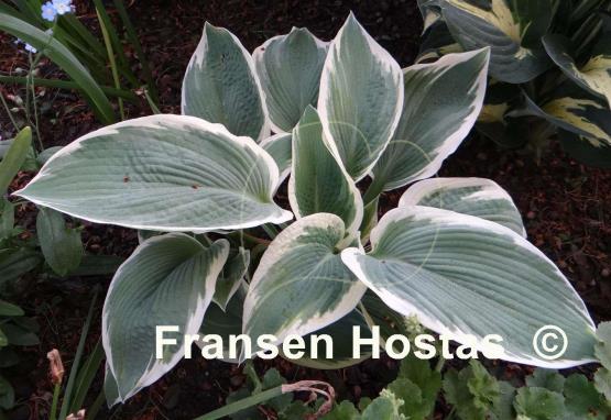 Hosta Barbara Ann - Fransen Hostas