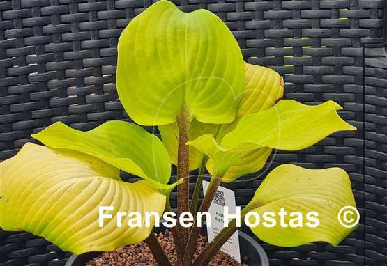 Hosta Big Red - Fransen Hostas