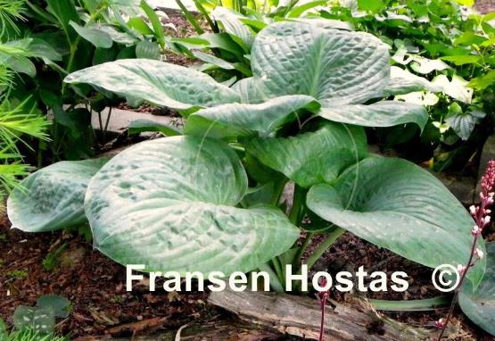 Hosta Big Mama - Fransen Hostas