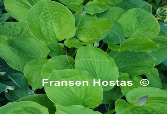 Hosta Black Beauty - Fransen Hostas