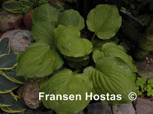 Hosta Black Beauty - Fransen Hostas