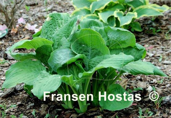 Hosta Black Beauty - Fransen Hostas