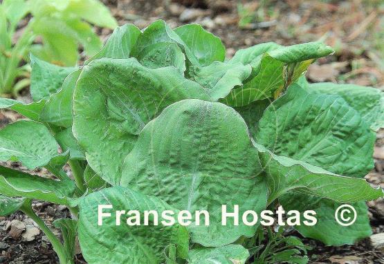 Hosta Black Beauty - Fransen Hostas