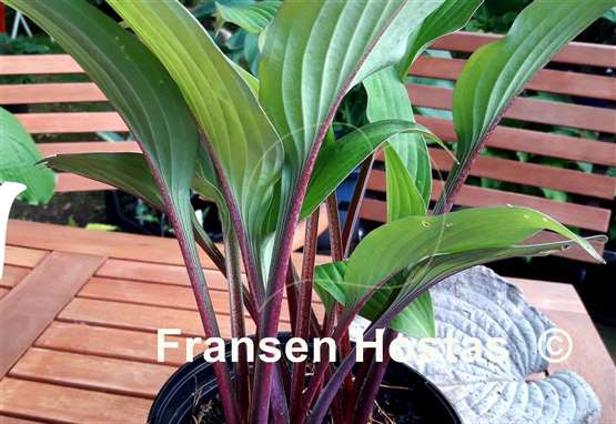 Hosta Bloodline - Fransen Hostas