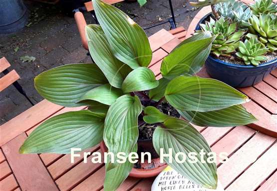 Hosta Bloodline - Fransen Hostas