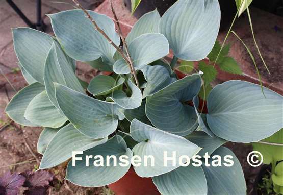 Hosta Blue Vision - Fransen Hostas