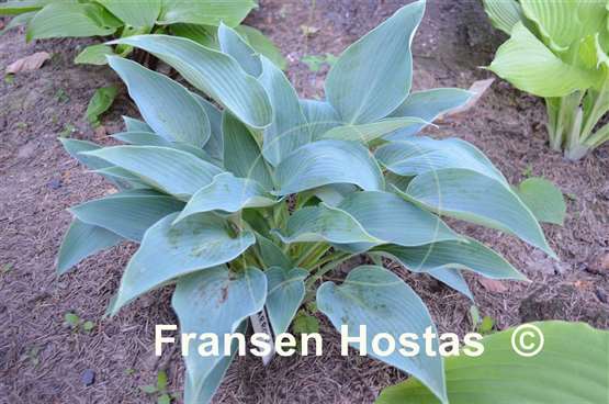 Hosta Blue Arrow - Fransen Hostas