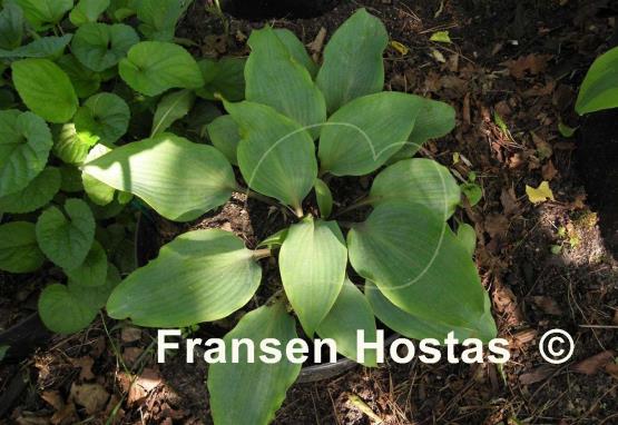Hosta Blushing Blue - Fransen Hostas