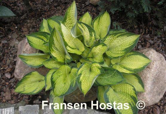 Hosta Bright Lights - Fransen Hostas