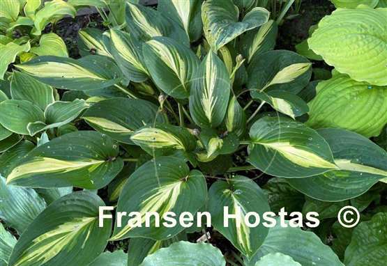 Hosta Broad Street - Fransen Hostas