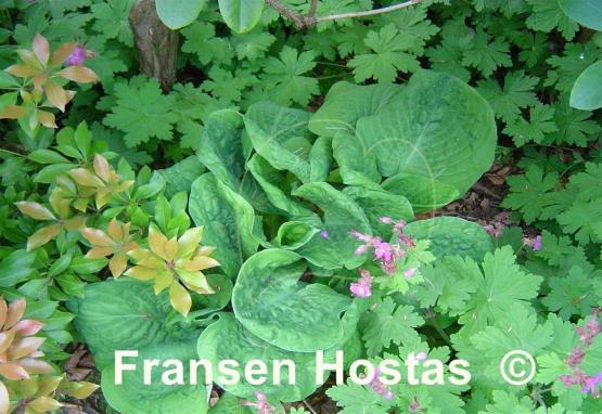 Hosta Black Beauty - Fransen Hostas