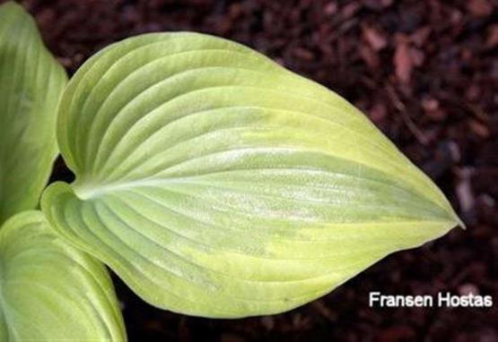 Hosta Buttered Popcorn - Fransen Hostas