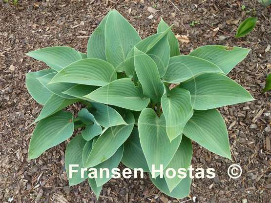 Hosta Canadian Blue - Fransen Hostas