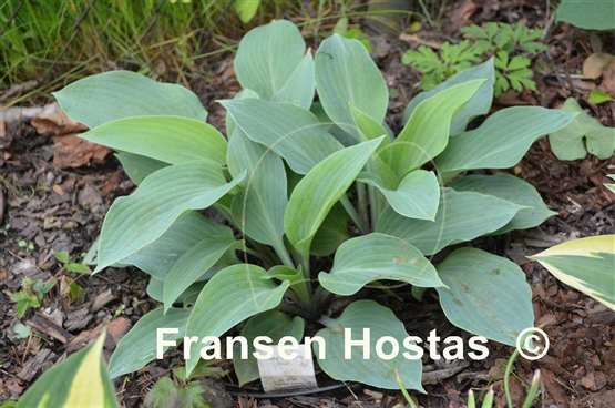 Hosta Canadian Blue - Fransen Hostas