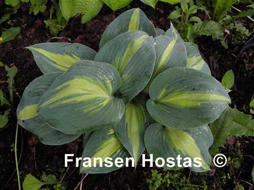 Hosta Catherine - Fransen Hostas