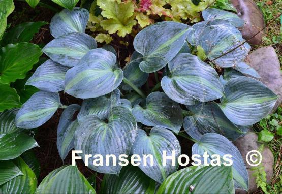 Hosta Catherine - Fransen Hostas