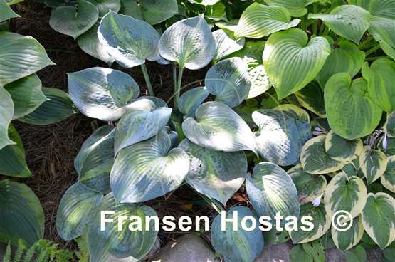 Hosta Catherine - Fransen Hostas