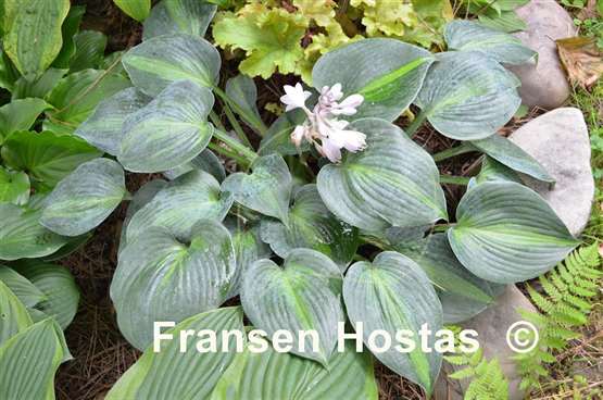 Hosta Catherine - Fransen Hostas