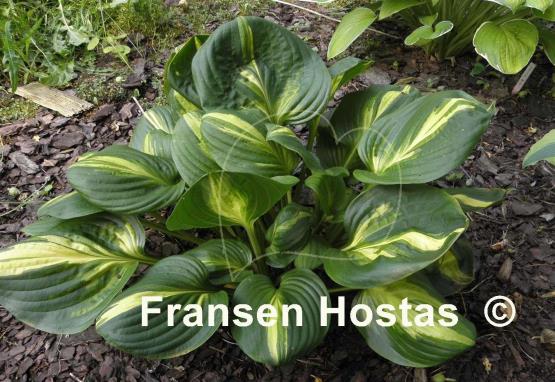 Hosta Center of Attention - Fransen Hostas