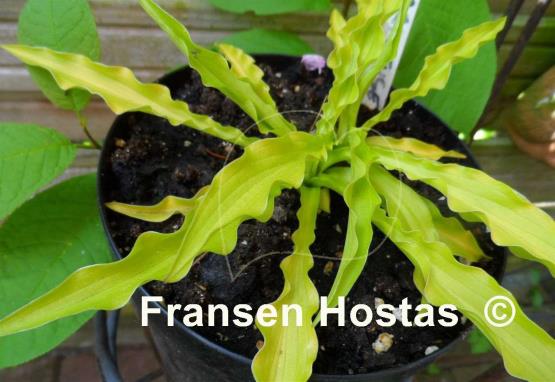 Hosta Chartreuse Wiggles - Fransen Hostas