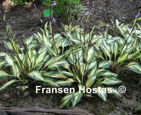 Hosta Cherry Berry - Fransen Hostas