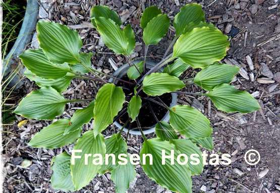 Hosta Chris' Black Ruffles - Fransen Hostas