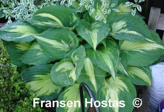 Hosta Christmas Candy - Fransen Hostas
