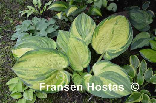 Hosta Christmas Tree Gala - Fransen Hostas