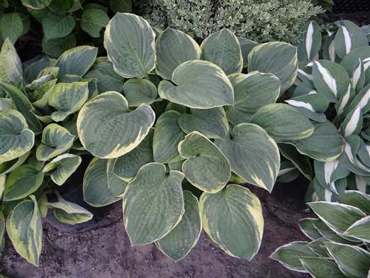 Hosta Christmas Tree - Fransen Hostas